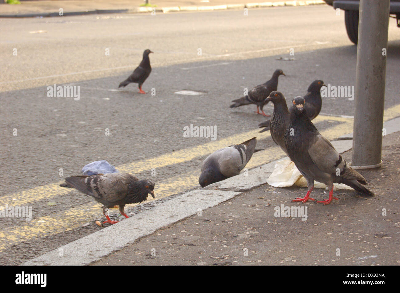 Pigeons in glasgow street hi-res stock photography and images - Alamy