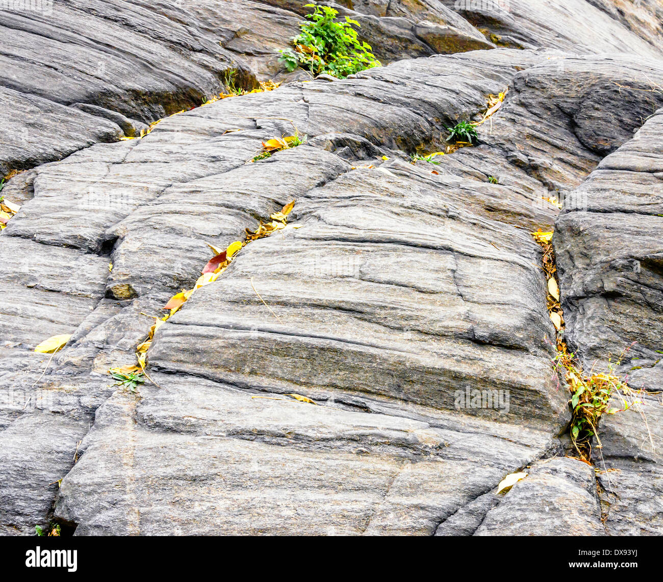 Fern growing from a rock hi-res stock photography and images - Alamy