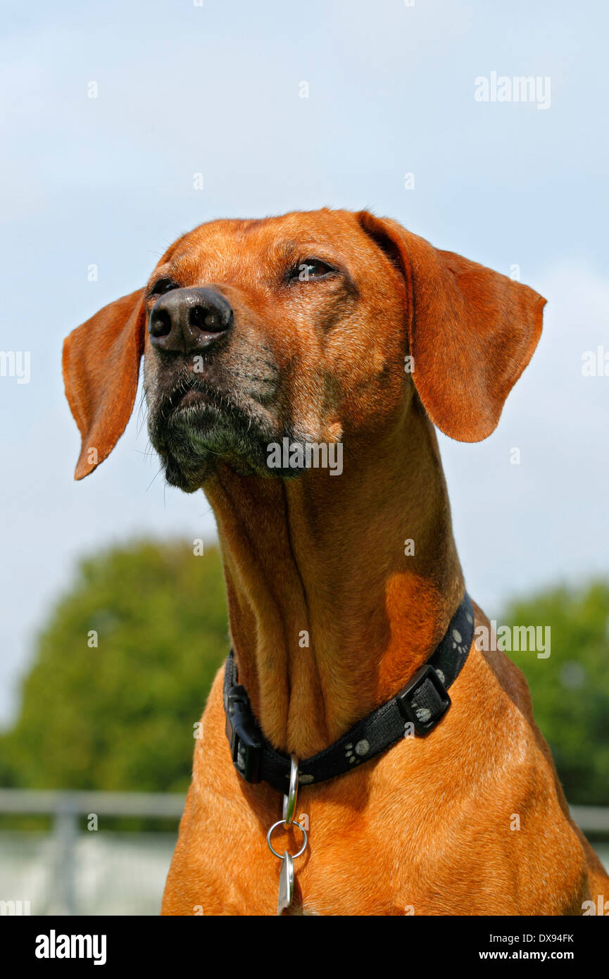 Head shot rhodesian ridgeback hi-res stock photography and images - Alamy