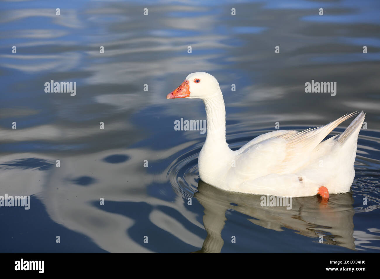 white goose swimming looking at the camera Stock Photo - Alamy