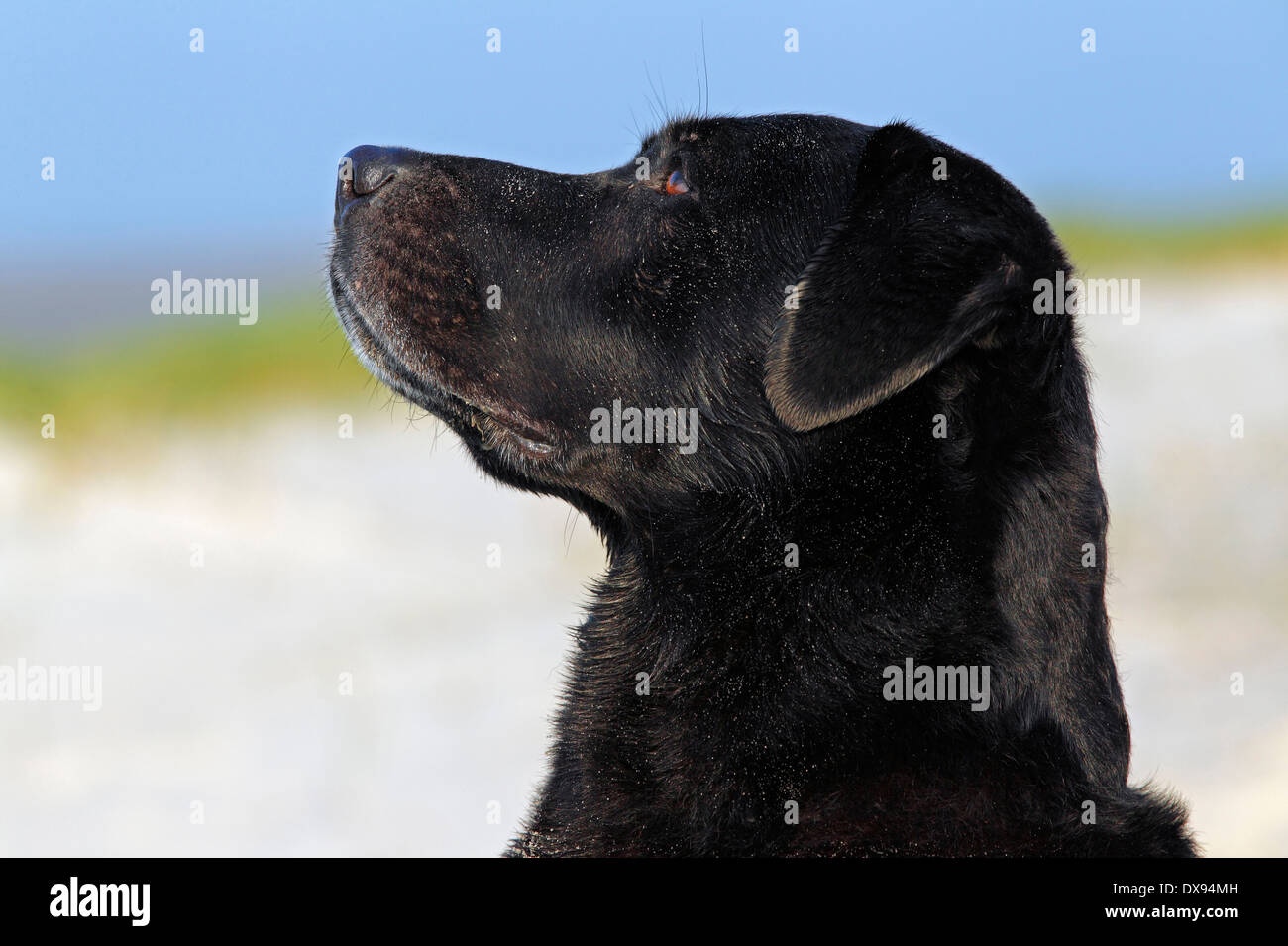 Labrador retriever black side profile hi-res stock photography and ...