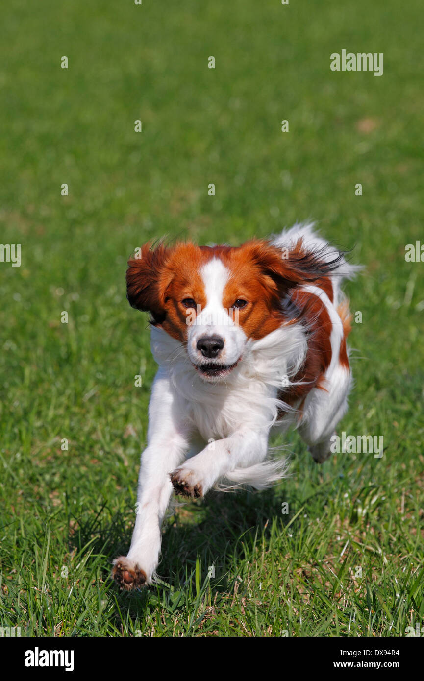 Small Dutch Waterfowl Dog, Kooikerhondje Stock Photo - Alamy