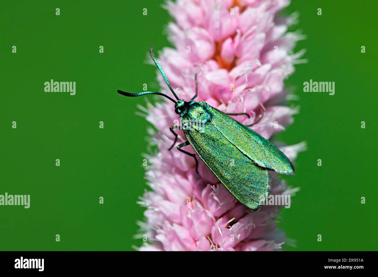 Green Forester Moth Stock Photo - Alamy