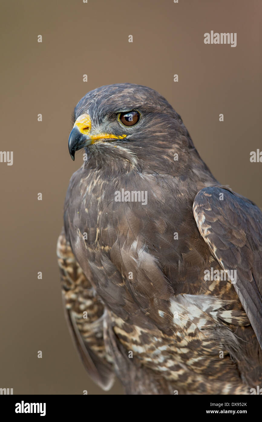 Common buzzard hawk hi-res stock photography and images - Alamy