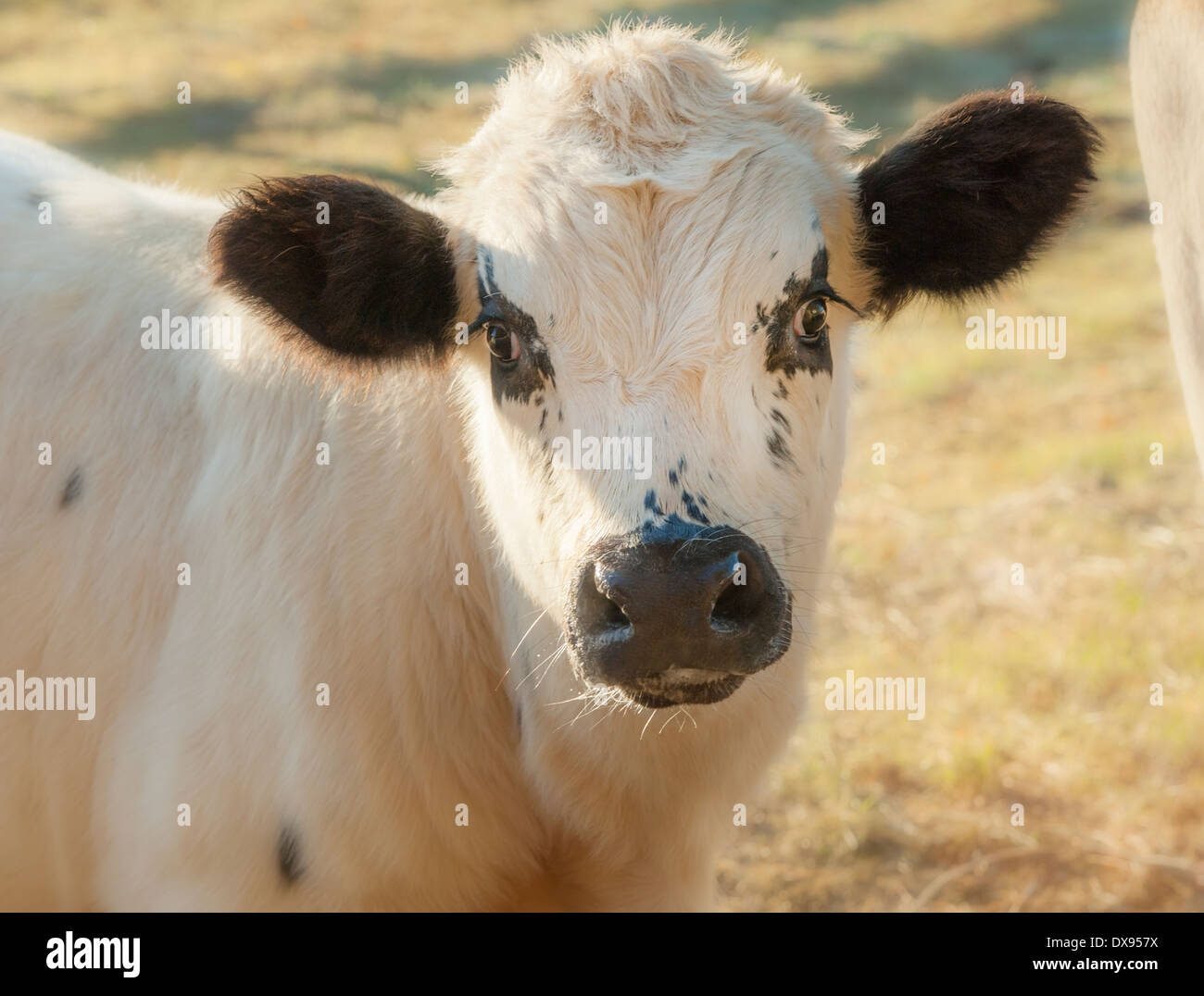 Angus-longhorn cattle calf Stock Photo - Alamy