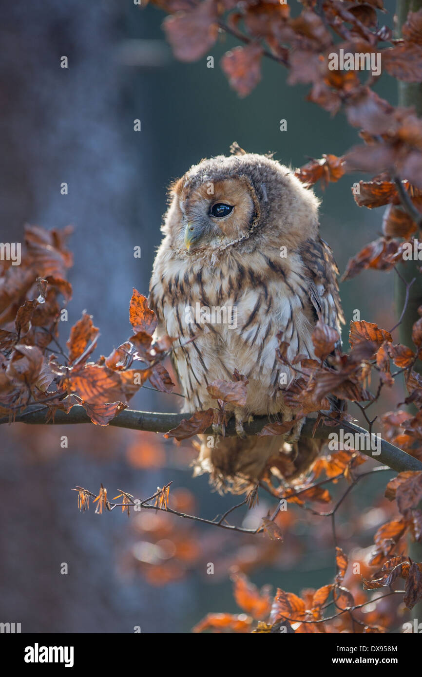 Tawny owl tree hi-res stock photography and images - Alamy