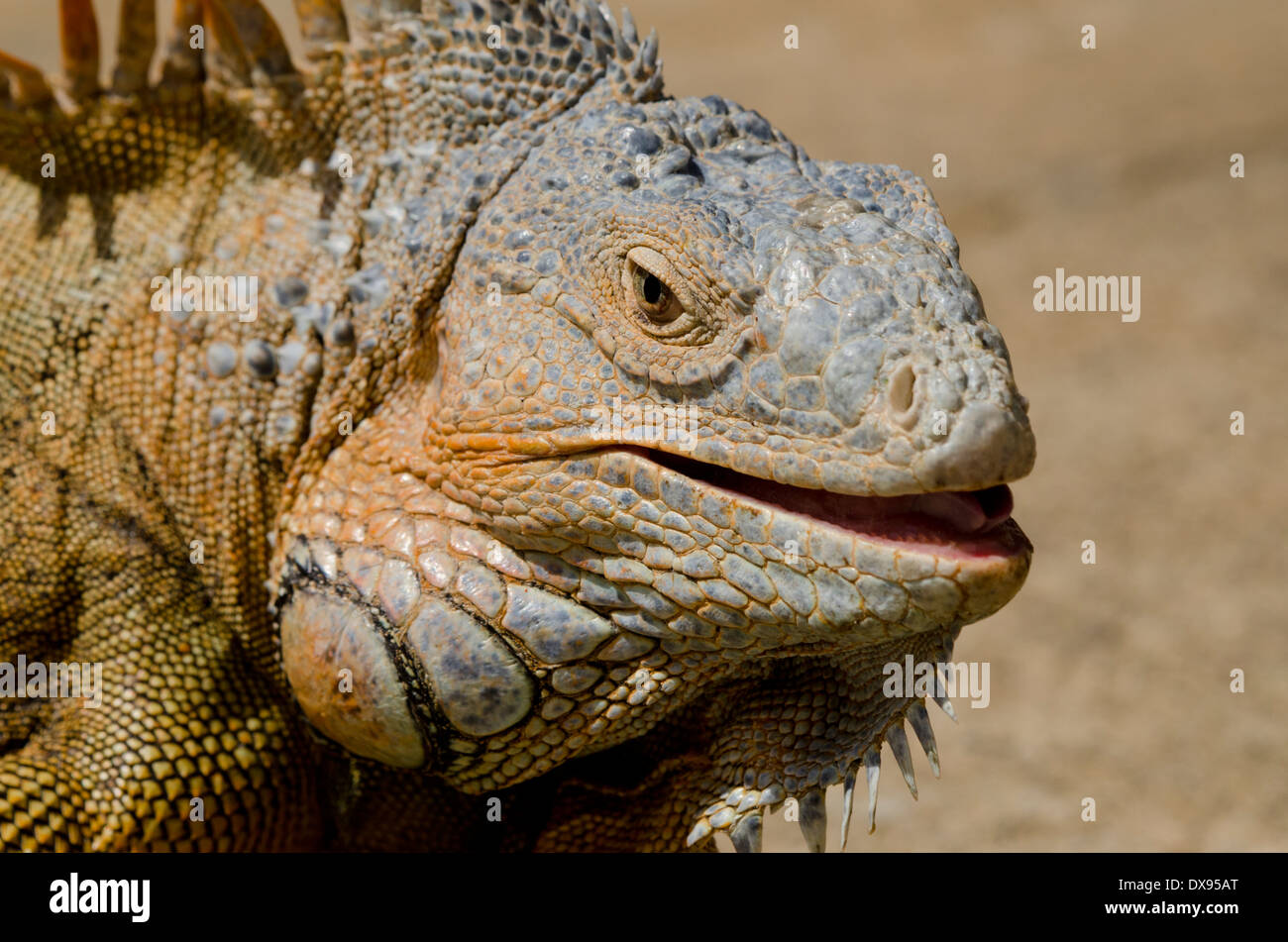 Honduras, Honduran Bay Islands, Roatan, Iguana Farm. Wild Green iguana ...