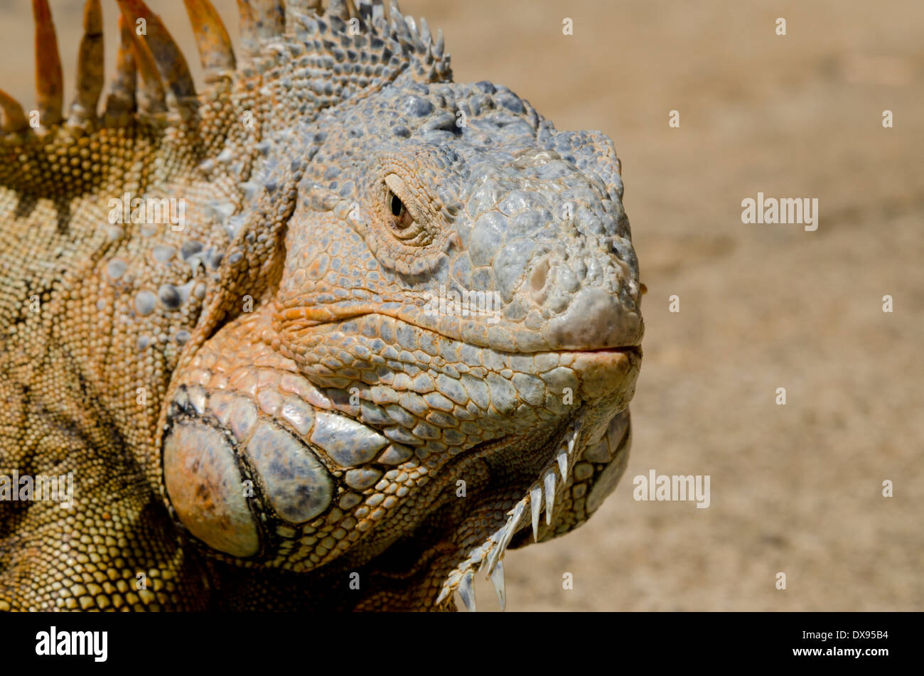Honduras farm hi-res stock photography and images - Alamy