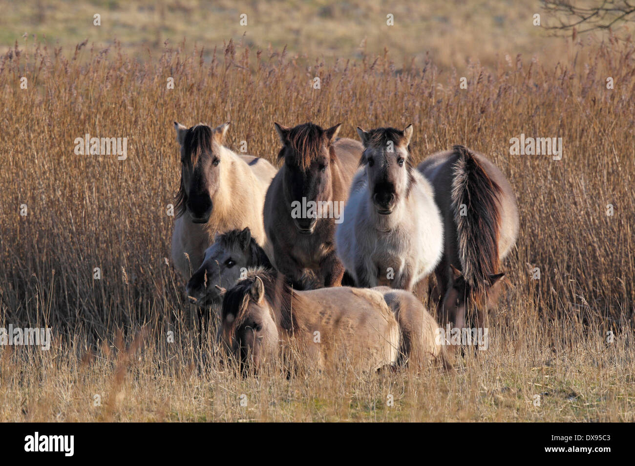 Konik horse hi-res stock photography and images - Alamy