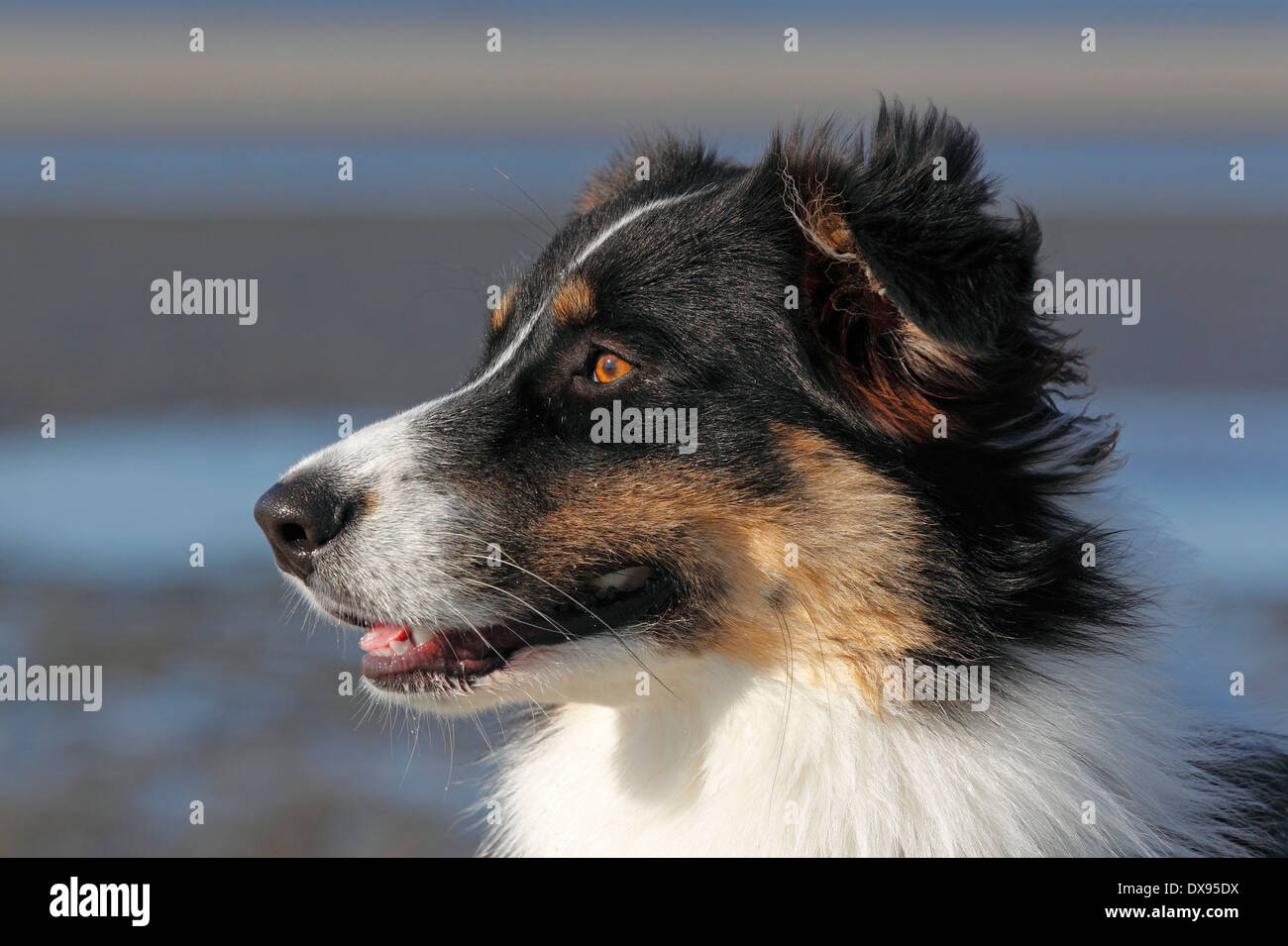 Australian shepherd profile hi-res stock photography and images - Alamy