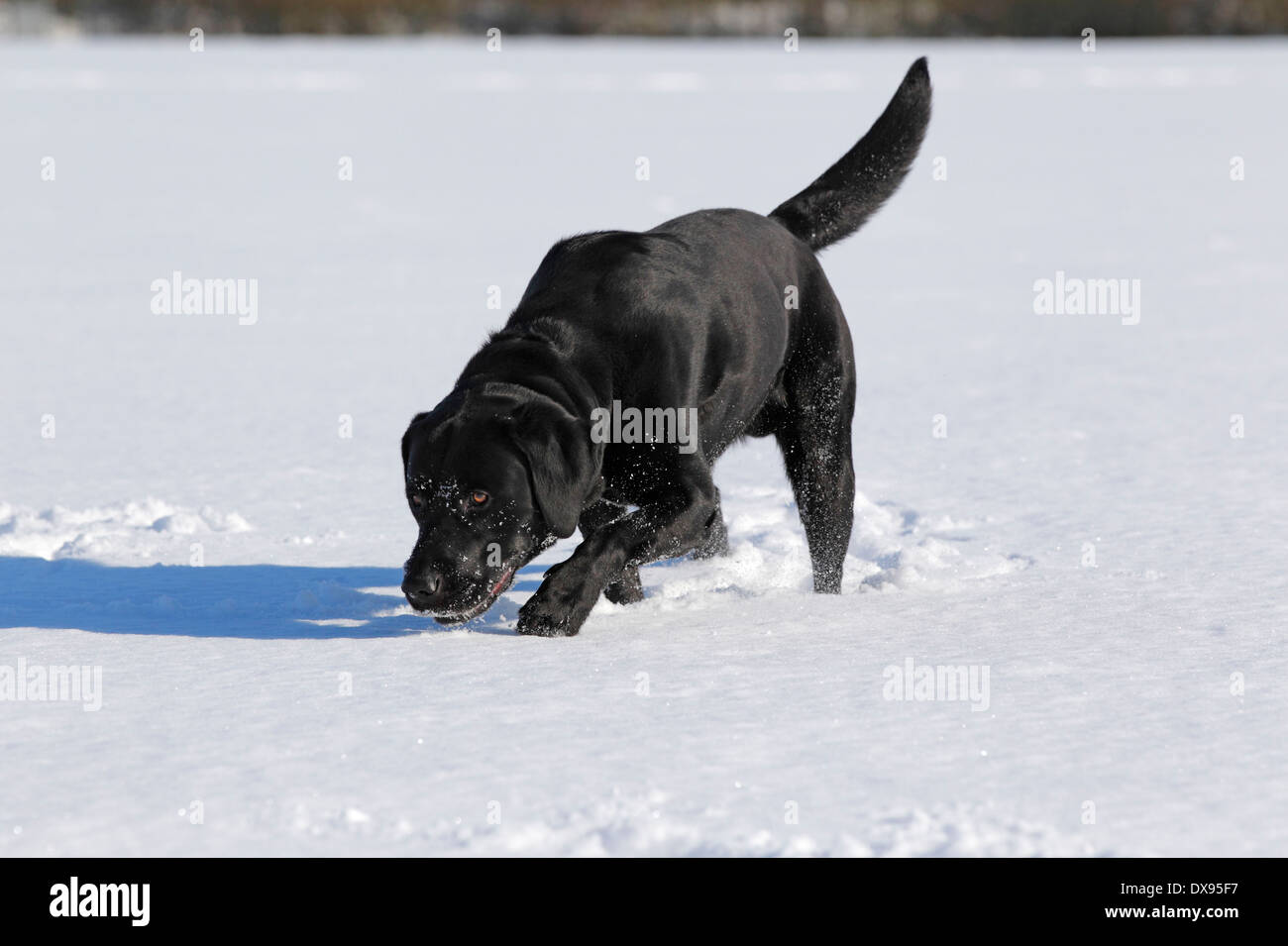 Black labrador retriever in snow hi-res stock photography and images ...
