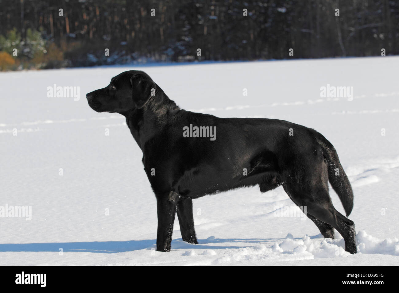Black labrador retriever in snow hi-res stock photography and images ...