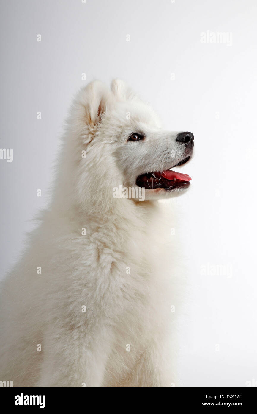 Samoyed puppies hi-res stock photography and images - Alamy