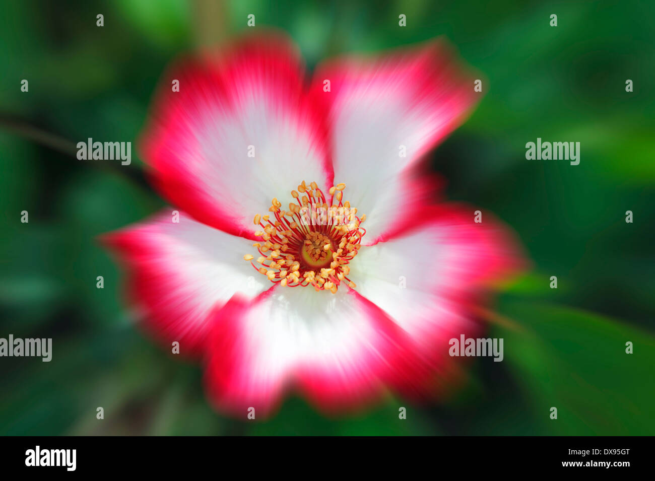 Zoomed Roses High Resolution Stock Photography and Images - Alamy