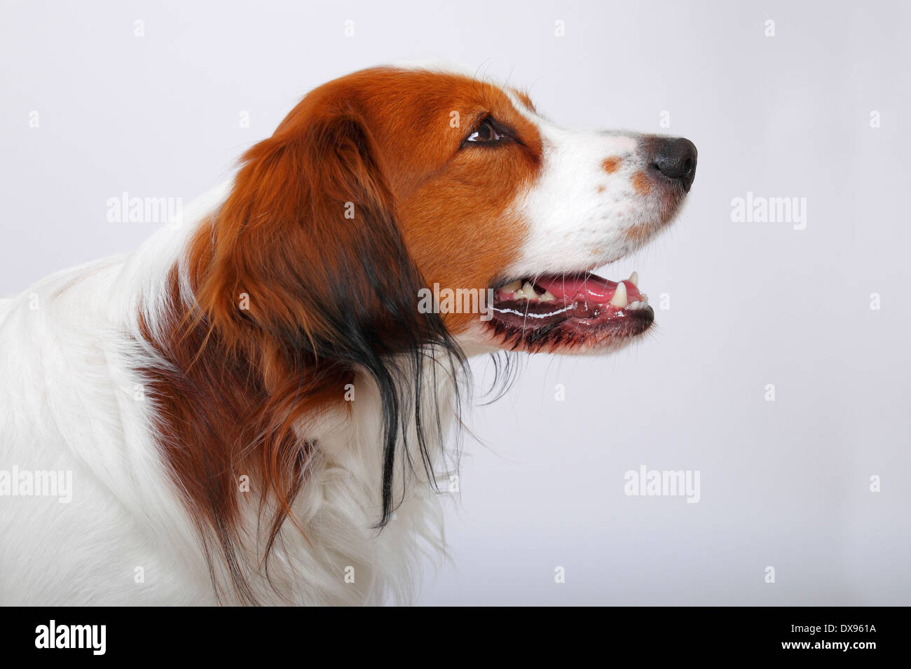 Portrait kooikerhondje hi-res stock photography and images - Alamy