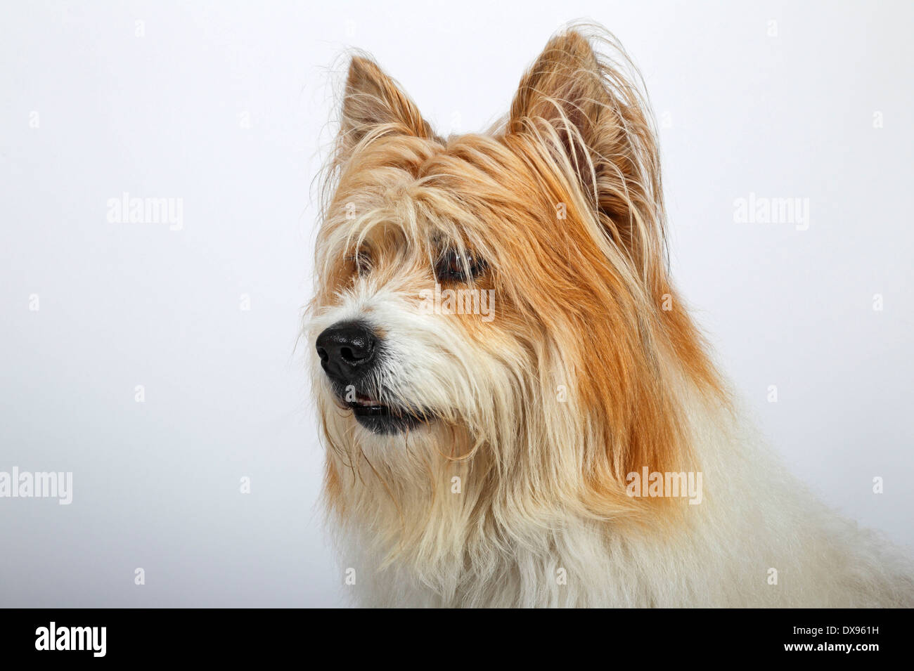 Elo hi-res stock photography and images - Alamy