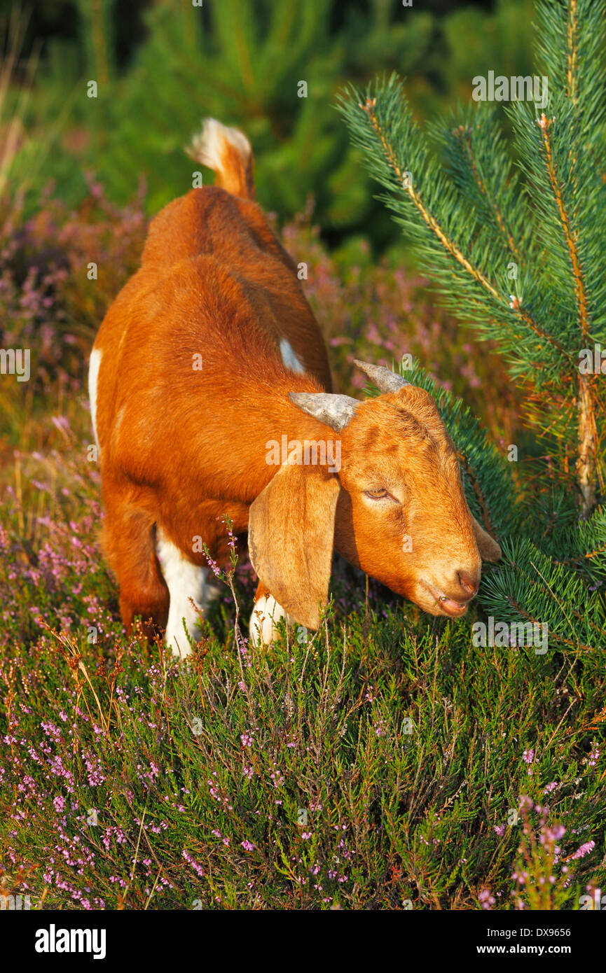Boer goat eating hi-res stock photography and images - Alamy