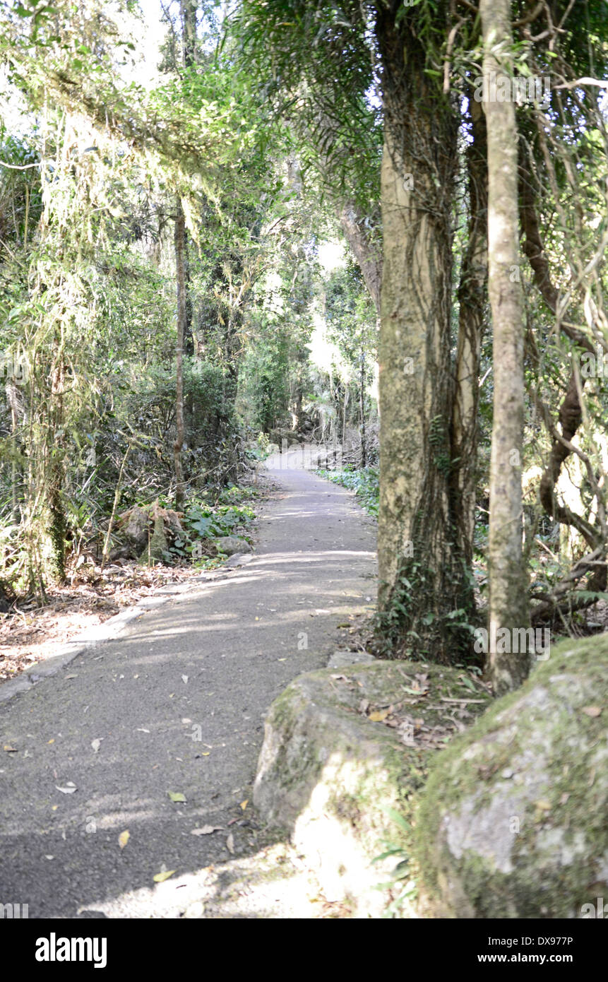 Tourist walking path, Springbrook National Park, Qld Australia Stock ...