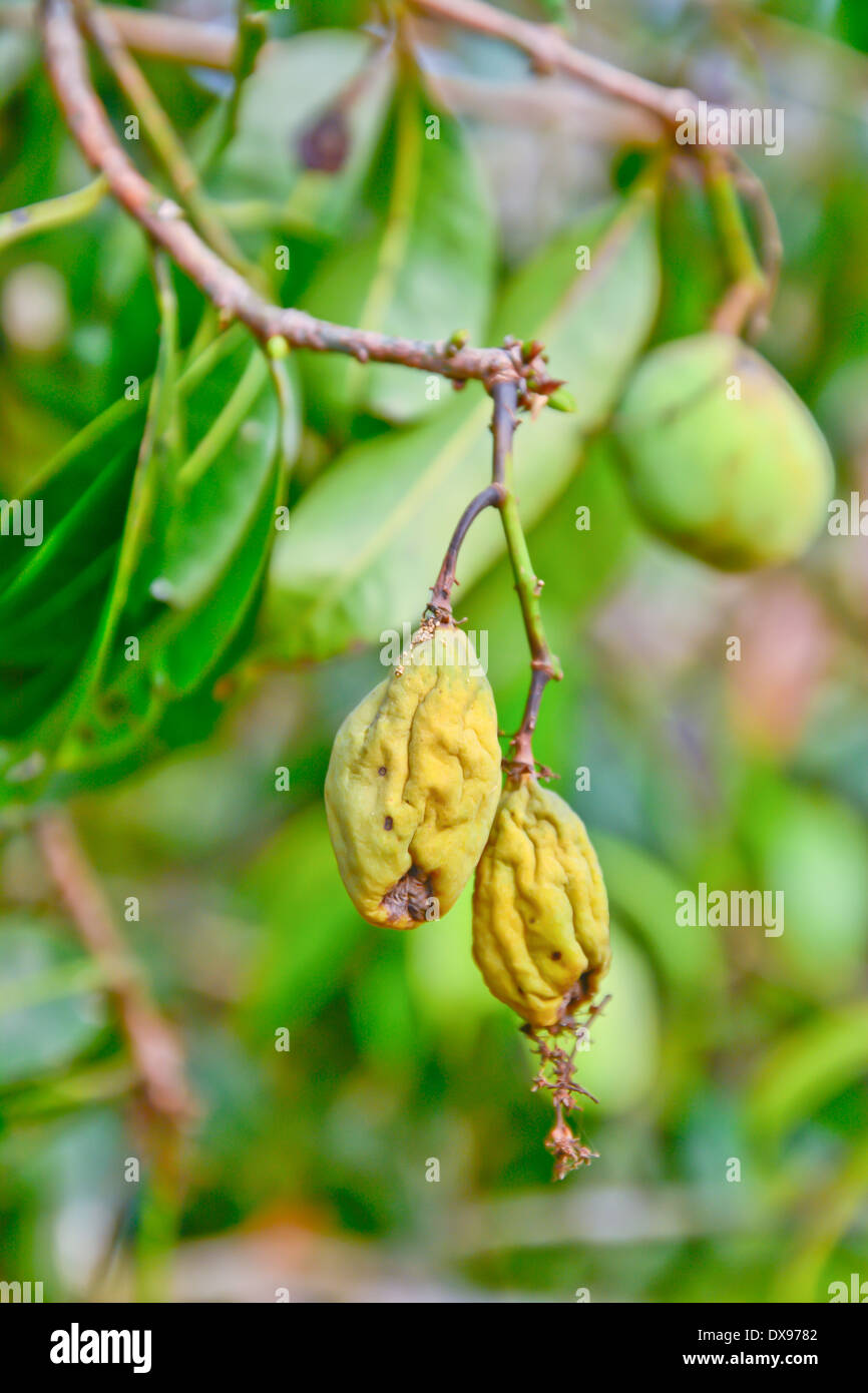 Marian tree hi-res stock photography and images - Alamy