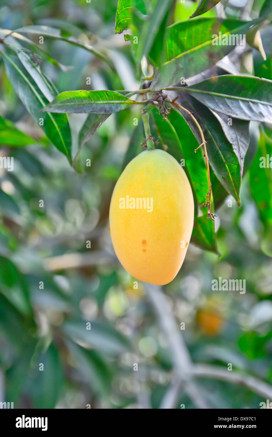 Marian tree hi-res stock photography and images - Alamy