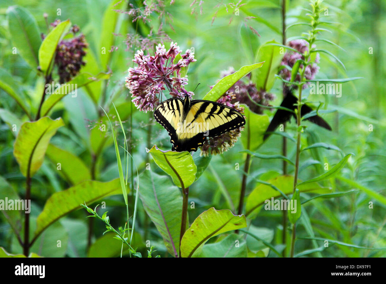 North Carolina butterflies and wildflowers Stock Photo - Alamy