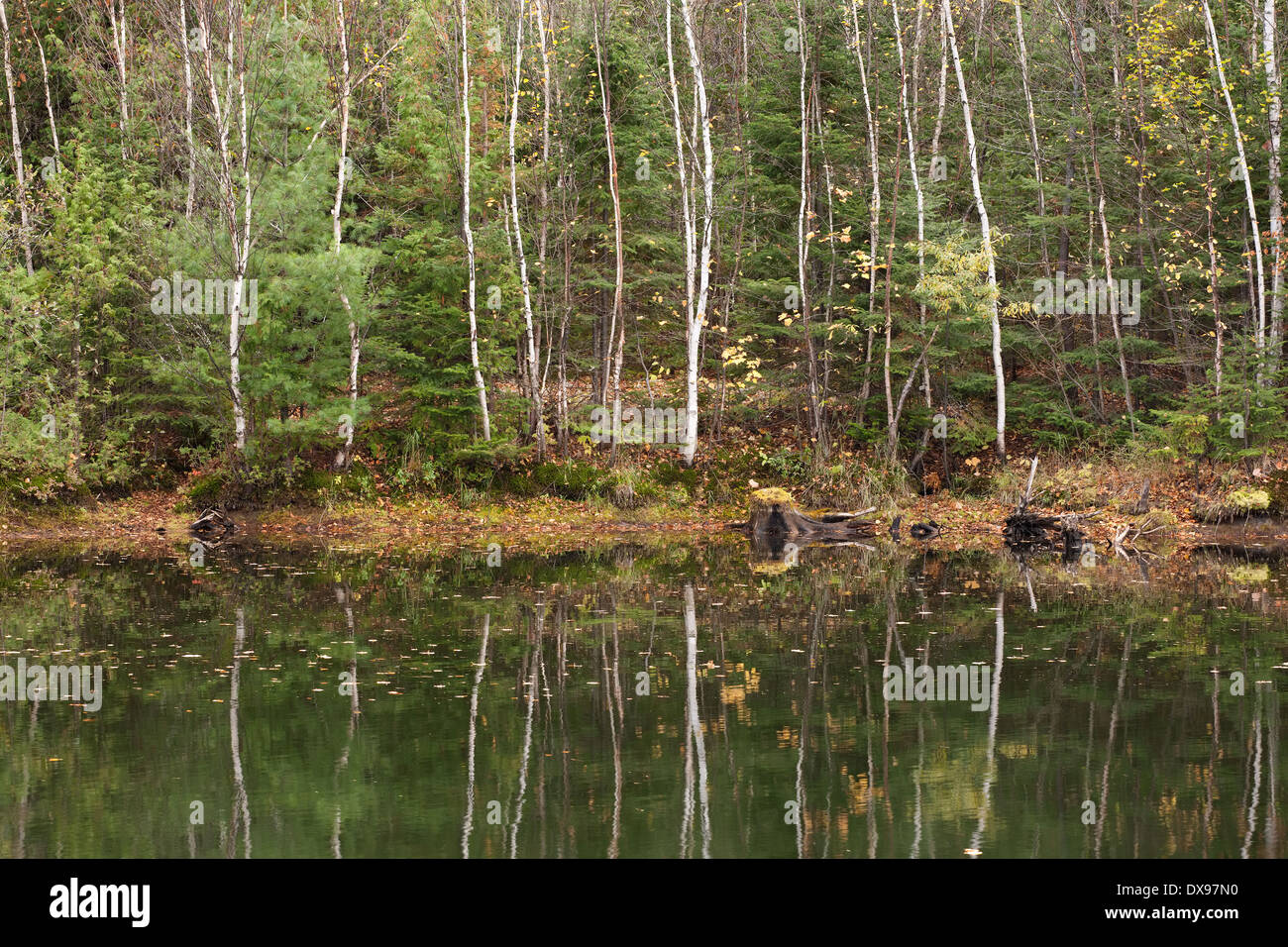 A dense forested area with birch and evergreen trees reflecting in a ...