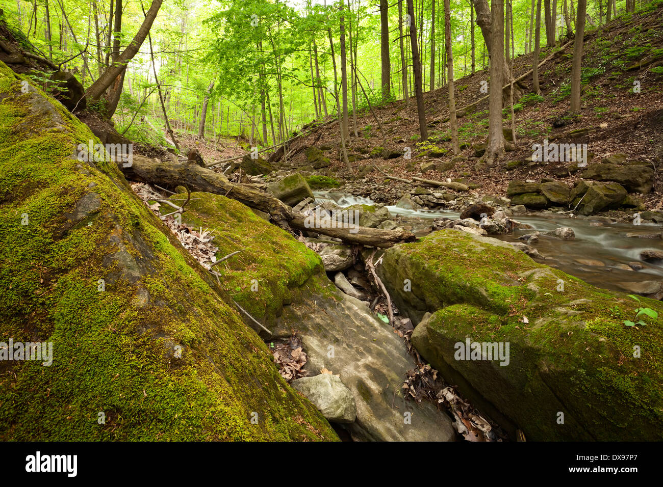 Moss rocks trees hi-res stock photography and images - Alamy