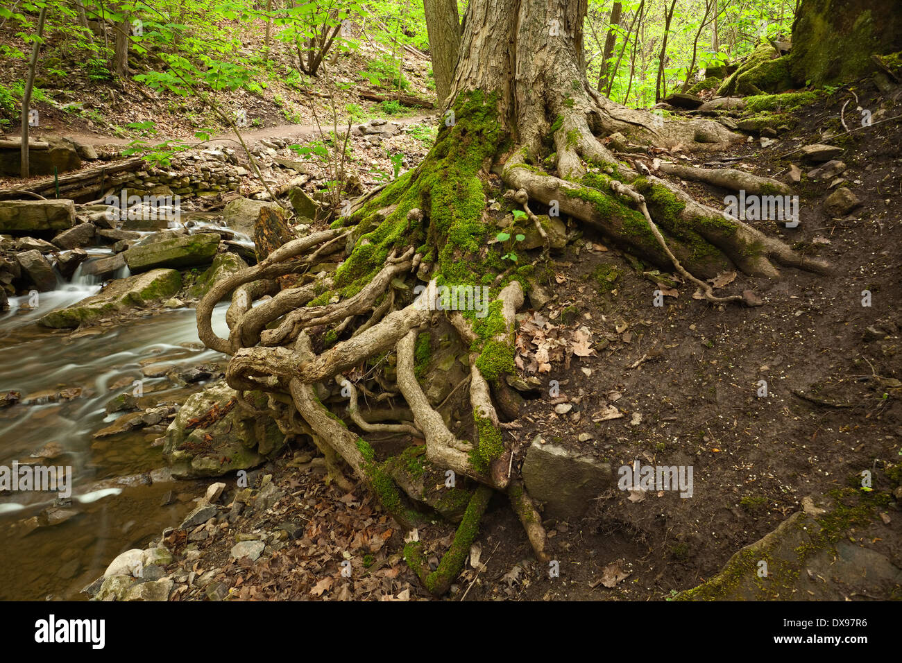 Exposed root roots hi-res stock photography and images - Alamy