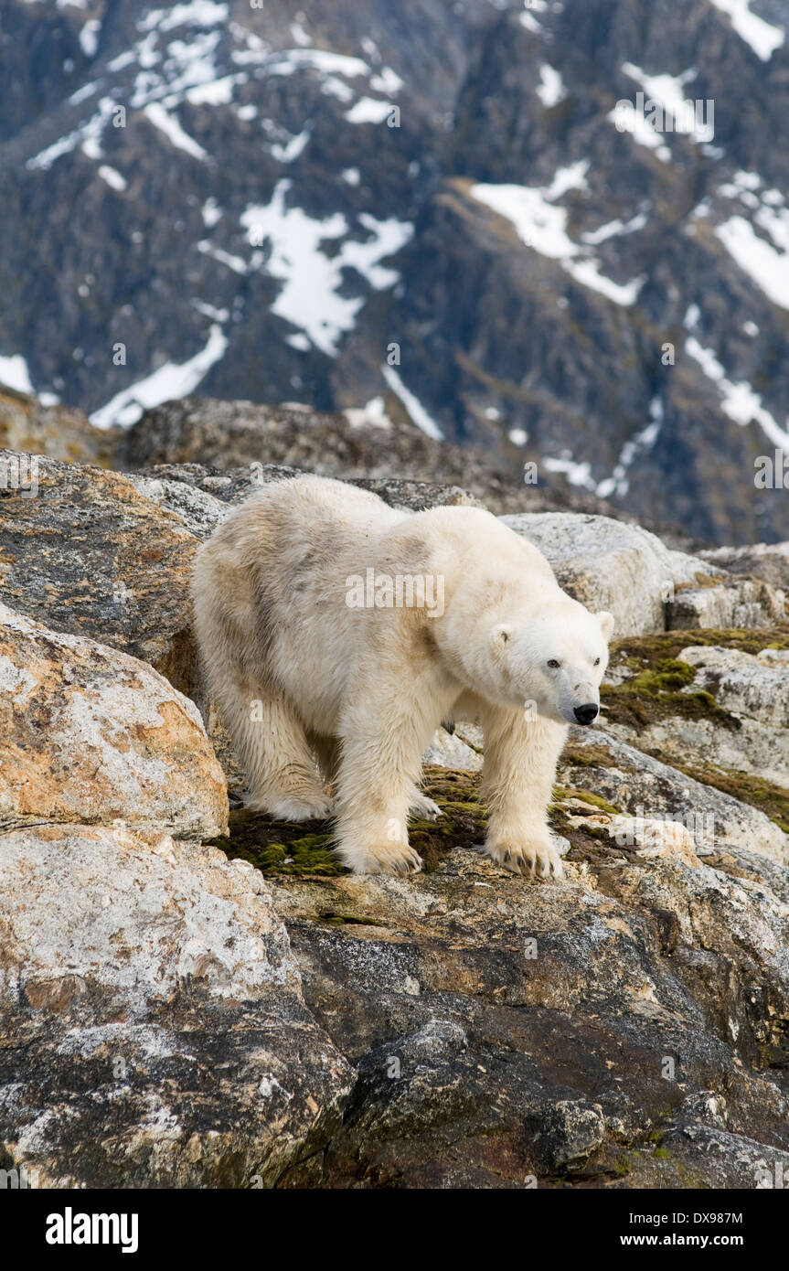 polar bear ursus maritimus bear white bear nanook arctic fuglefjorden ...