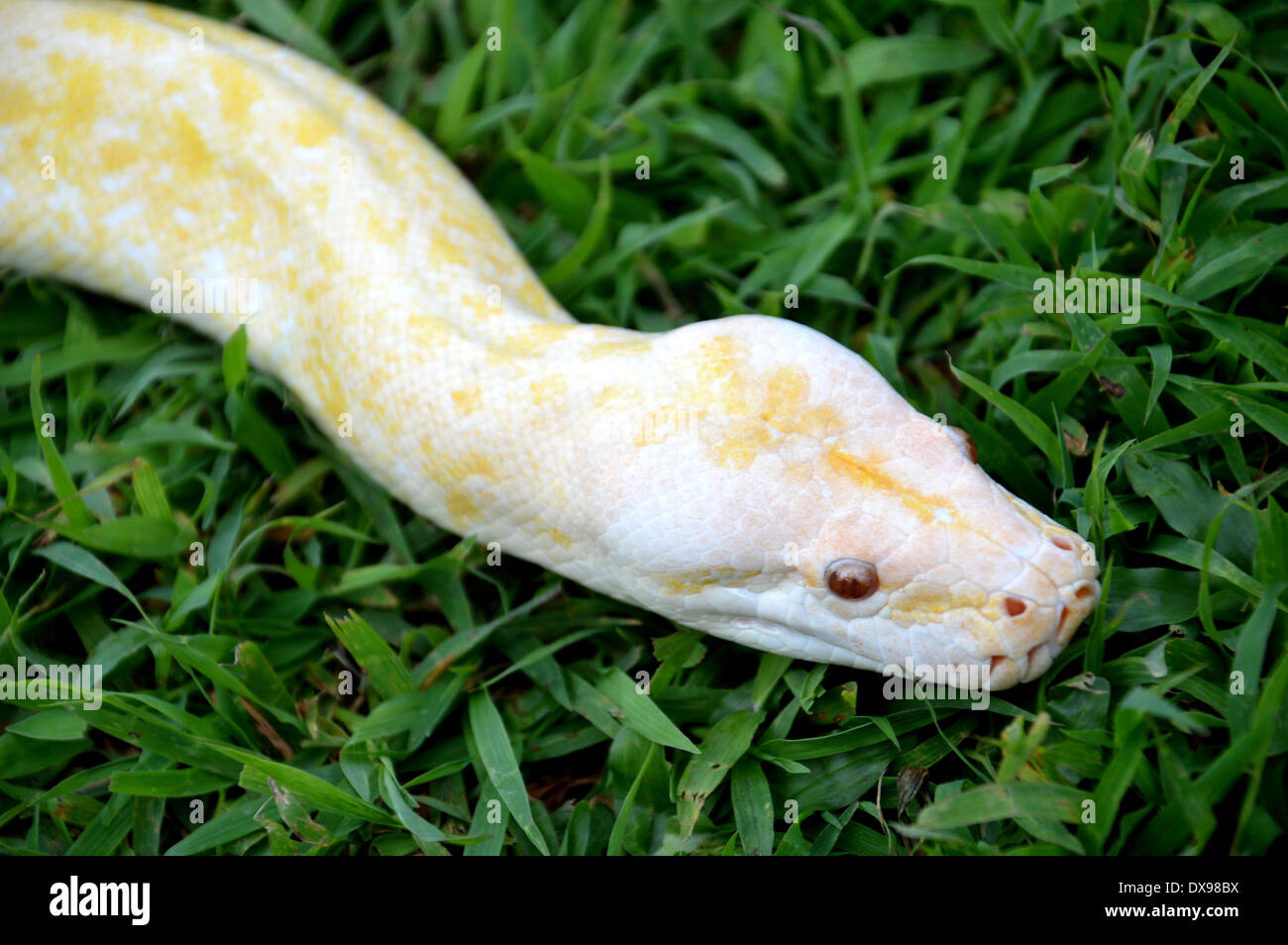 Head albino boa constrictor hi-res stock photography and images - Alamy