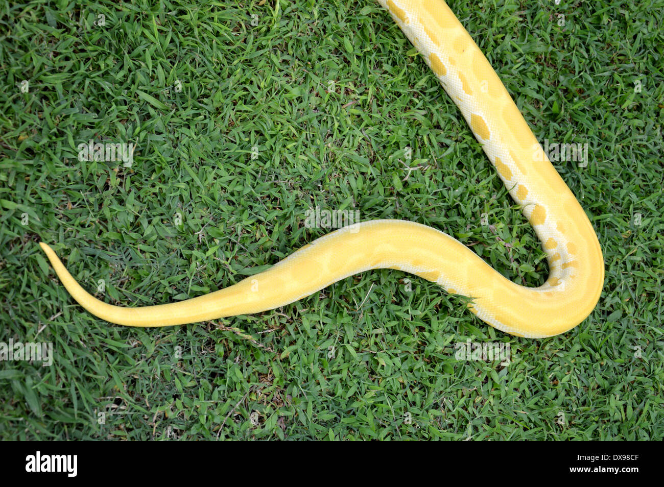 Albino boa constrictor hi-res stock photography and images - Alamy