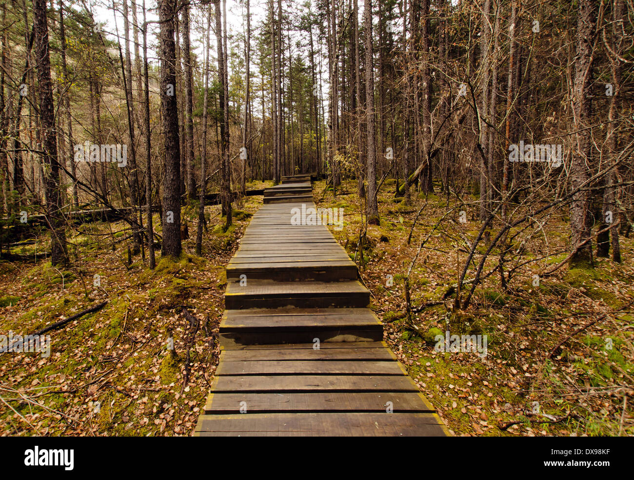 Timber pathway hi-res stock photography and images - Alamy