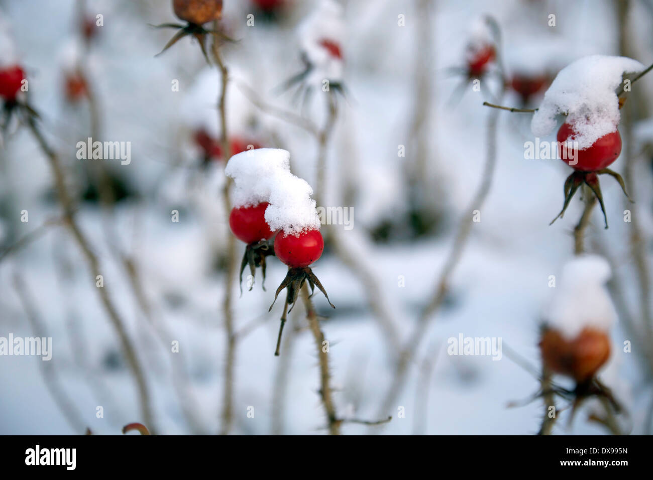 Rose hip winter hi-res stock photography and images - Alamy
