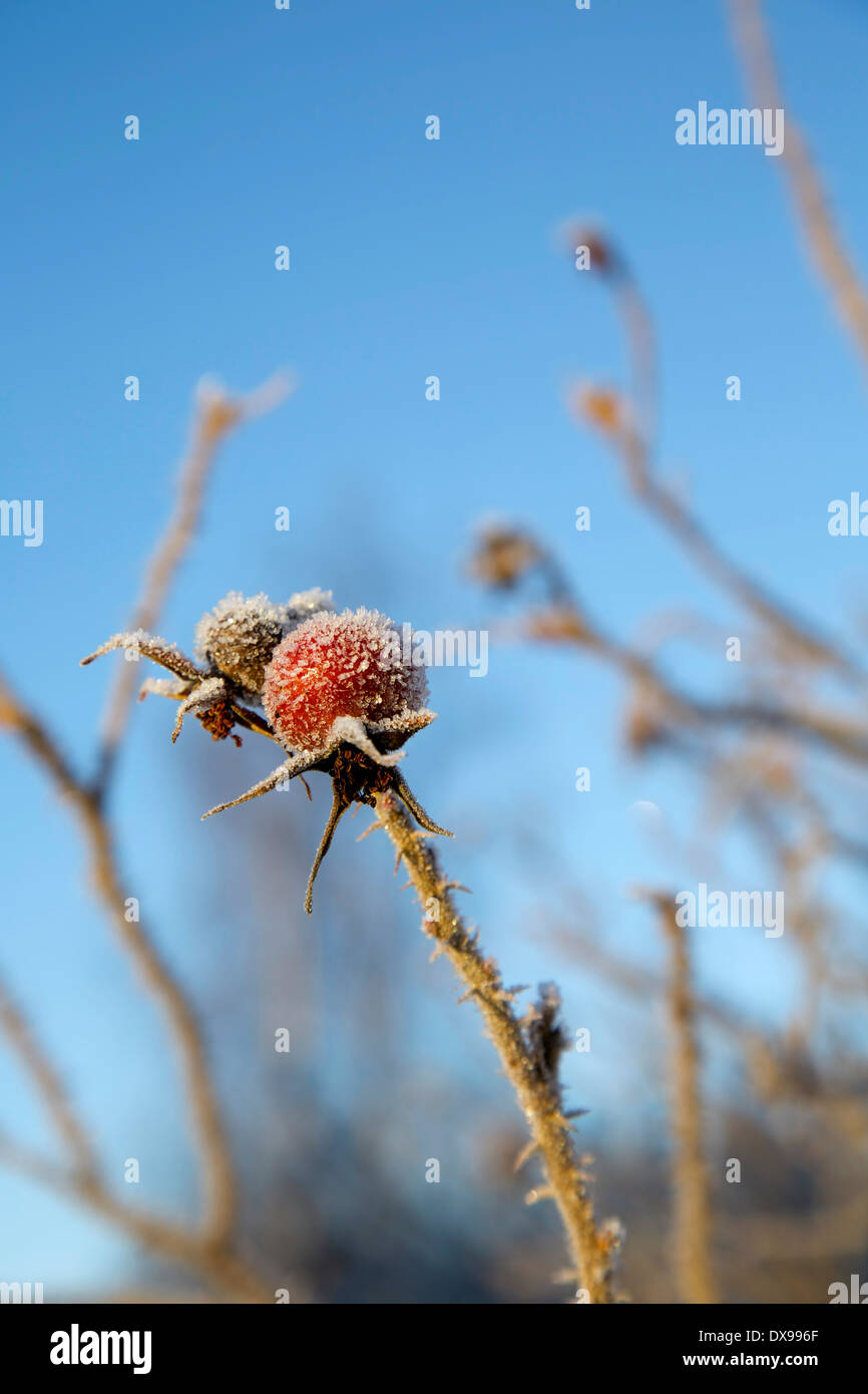 Rose hips in cold winter weather with blue sky background Stock Photo ...