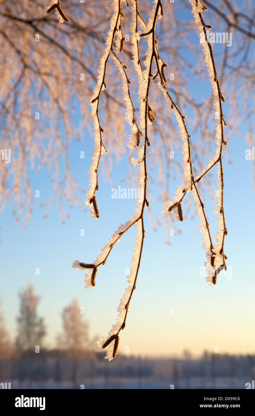 Cold weather tree hi-res stock photography and images - Alamy