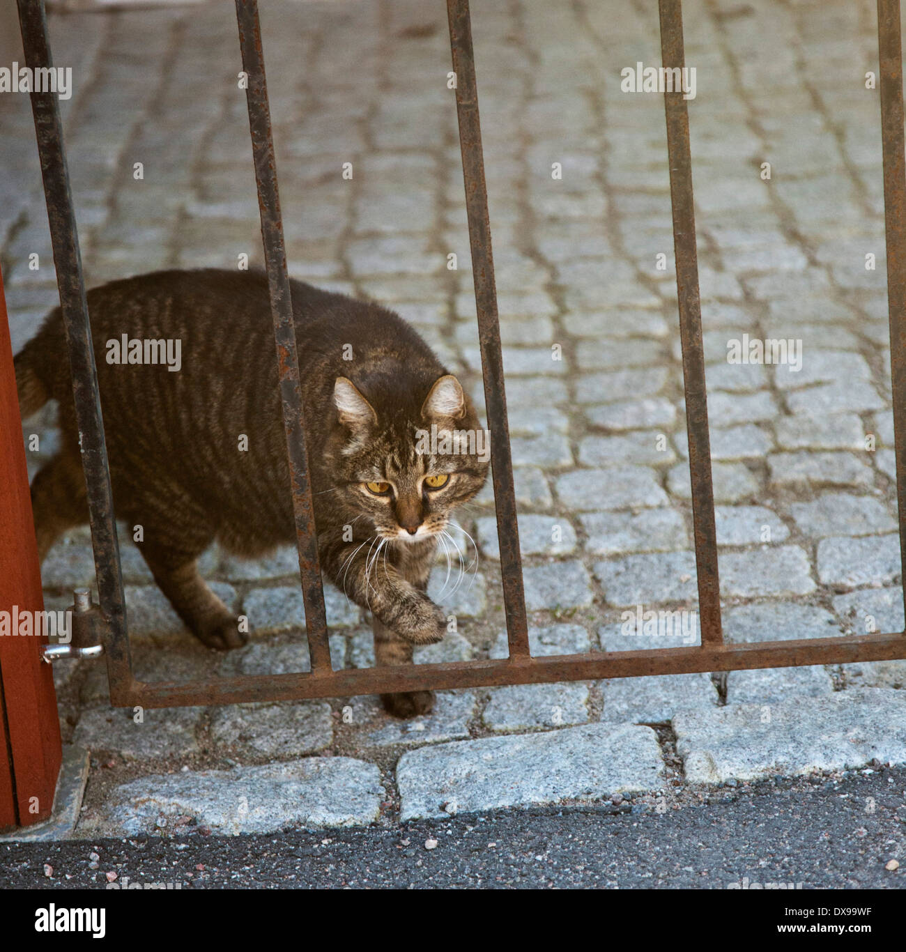 A cat passing through a gate Stock Photo - Alamy