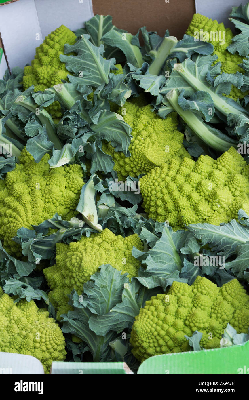 Romanesco brassica oleracea hi-res stock photography and images - Alamy