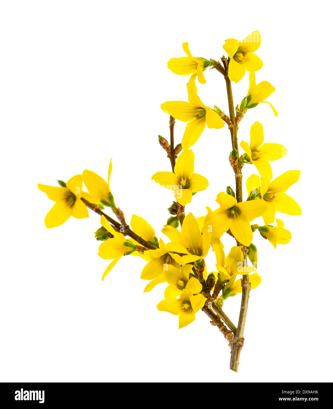 forsythia flowers isolated on white background Stock Photo - Alamy