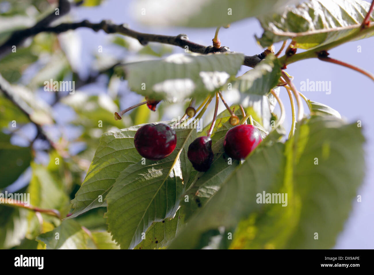 Morel cherry tree hi-res stock photography and images - Alamy