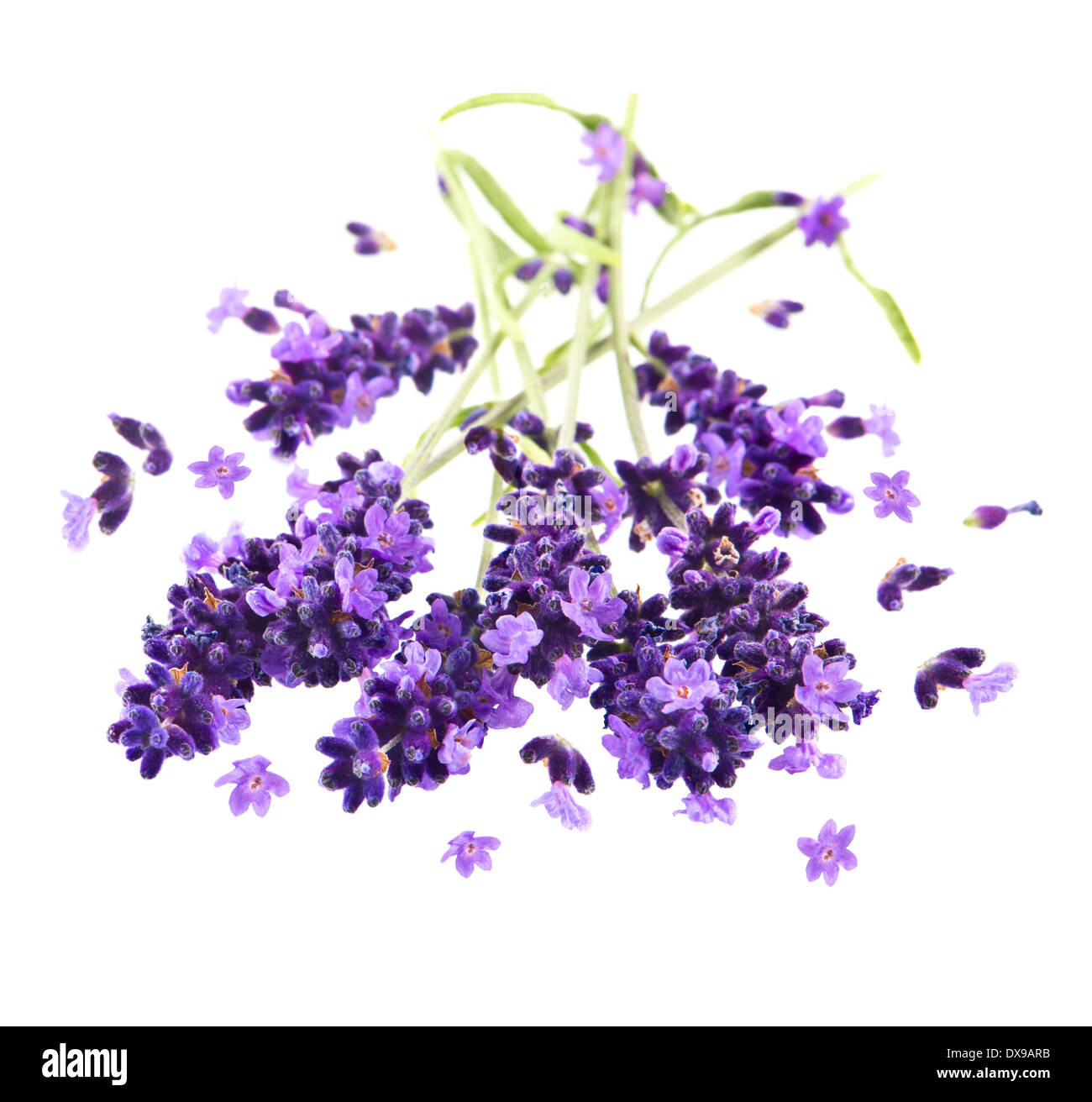 fresh violet lavender flowers over white background Stock Photo - Alamy