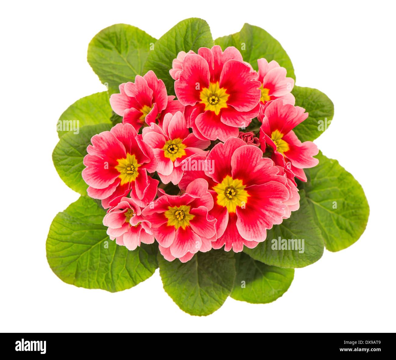 pink primulas isolated on white background. spring flowers primrose ...