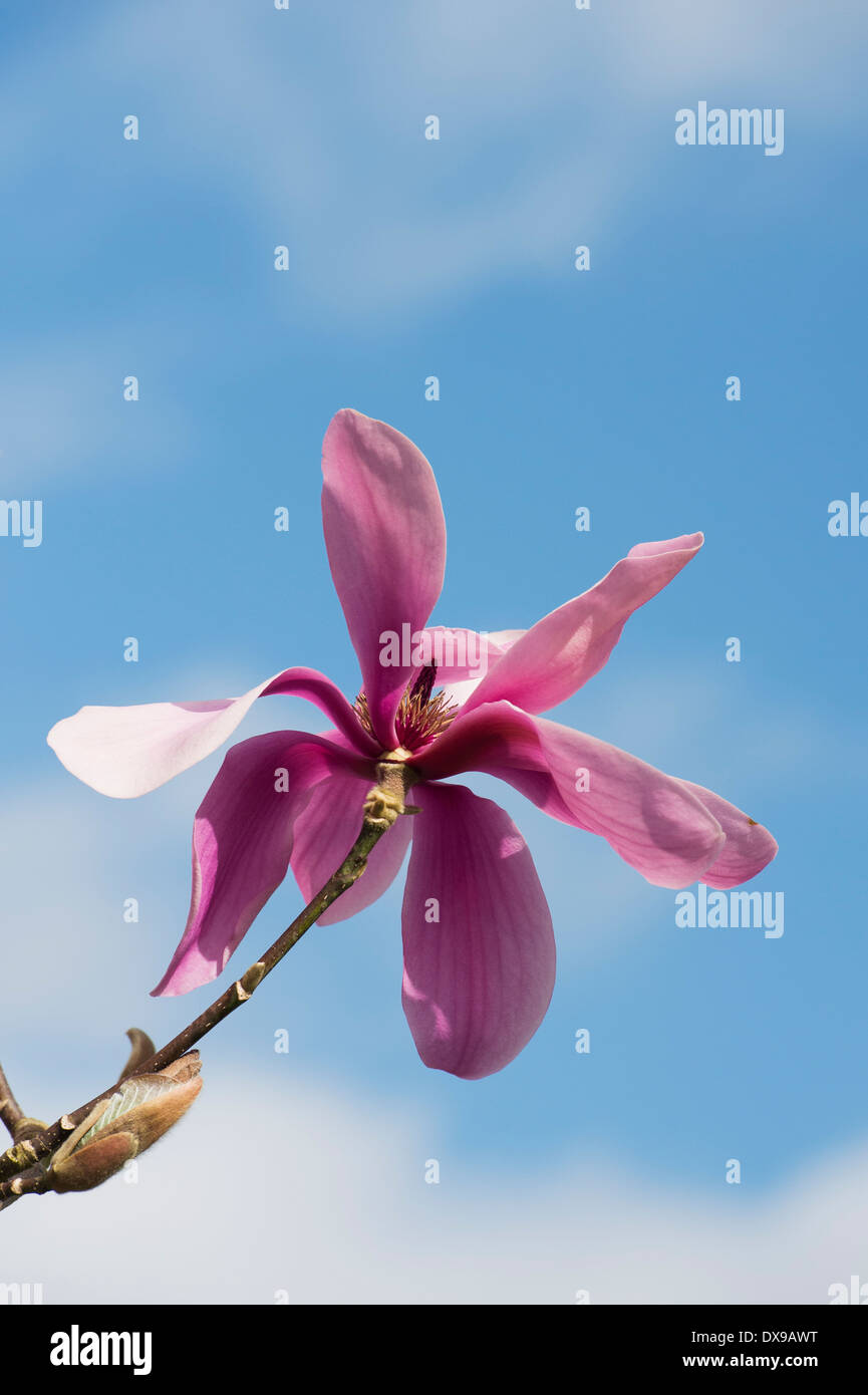 J tree hi-res stock photography and images - Alamy