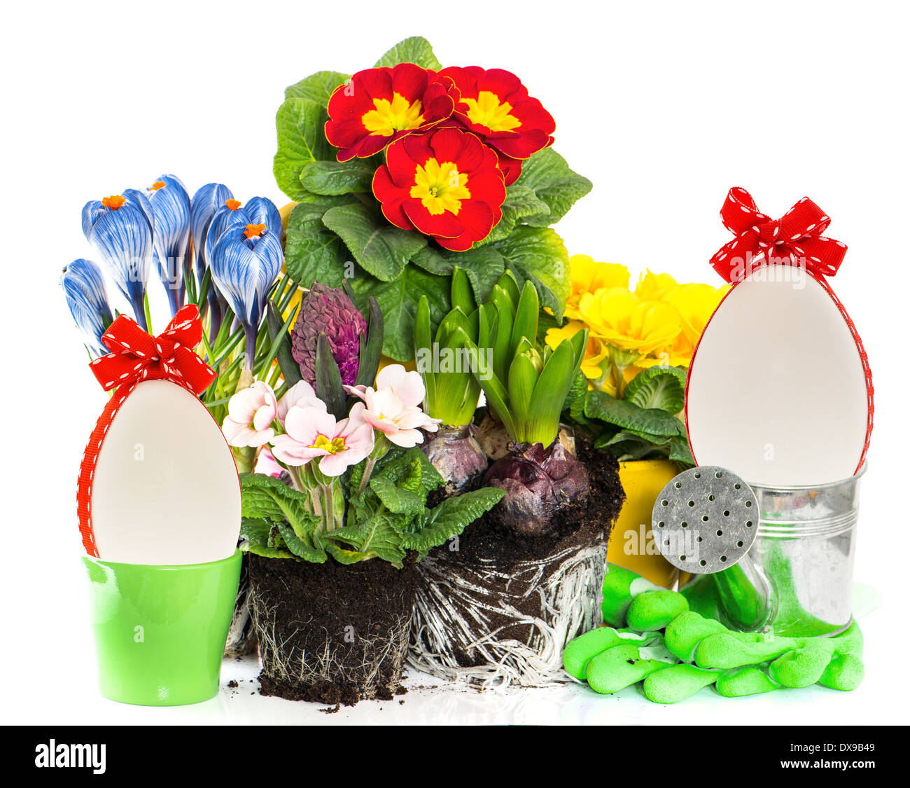 spring flowers hyacinth, crocus and primula on white background. easter ...