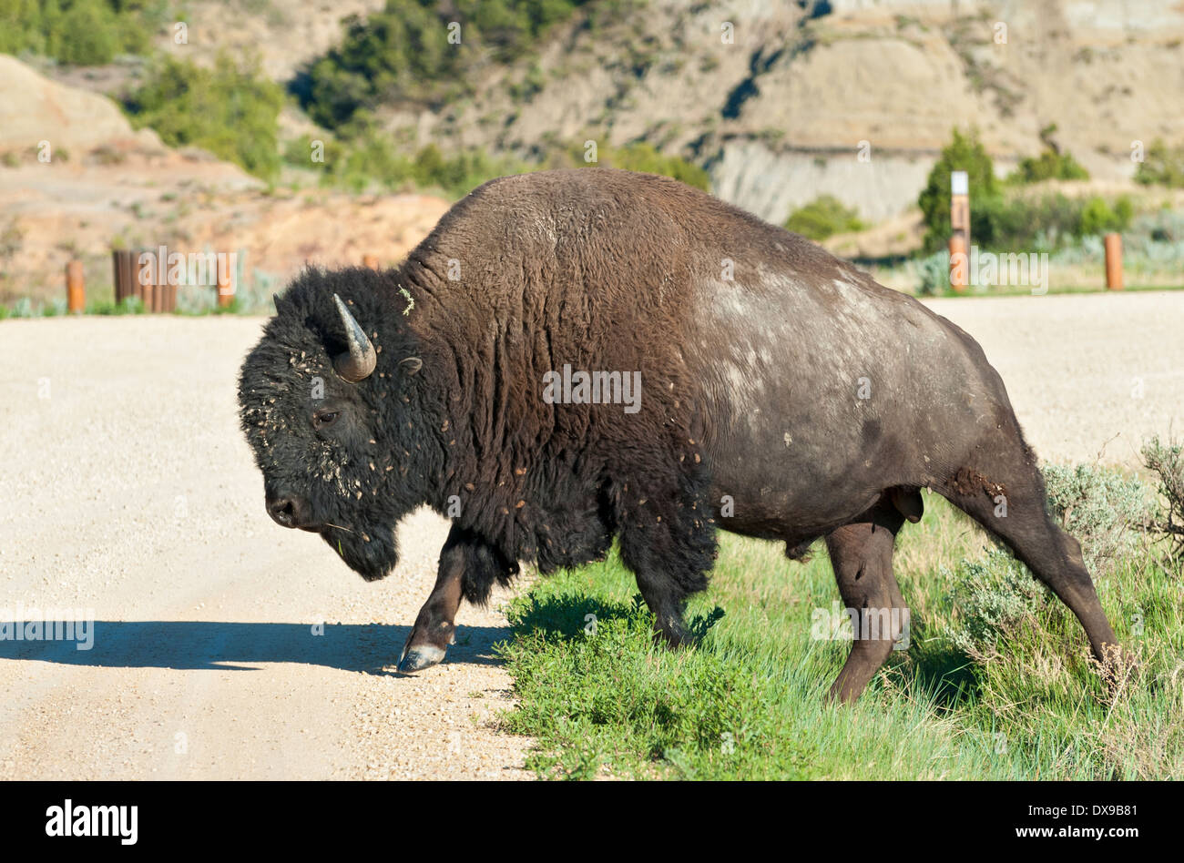 North Dakota, Theodore Roosevelt National Park, South Unit, Buck Hill ...