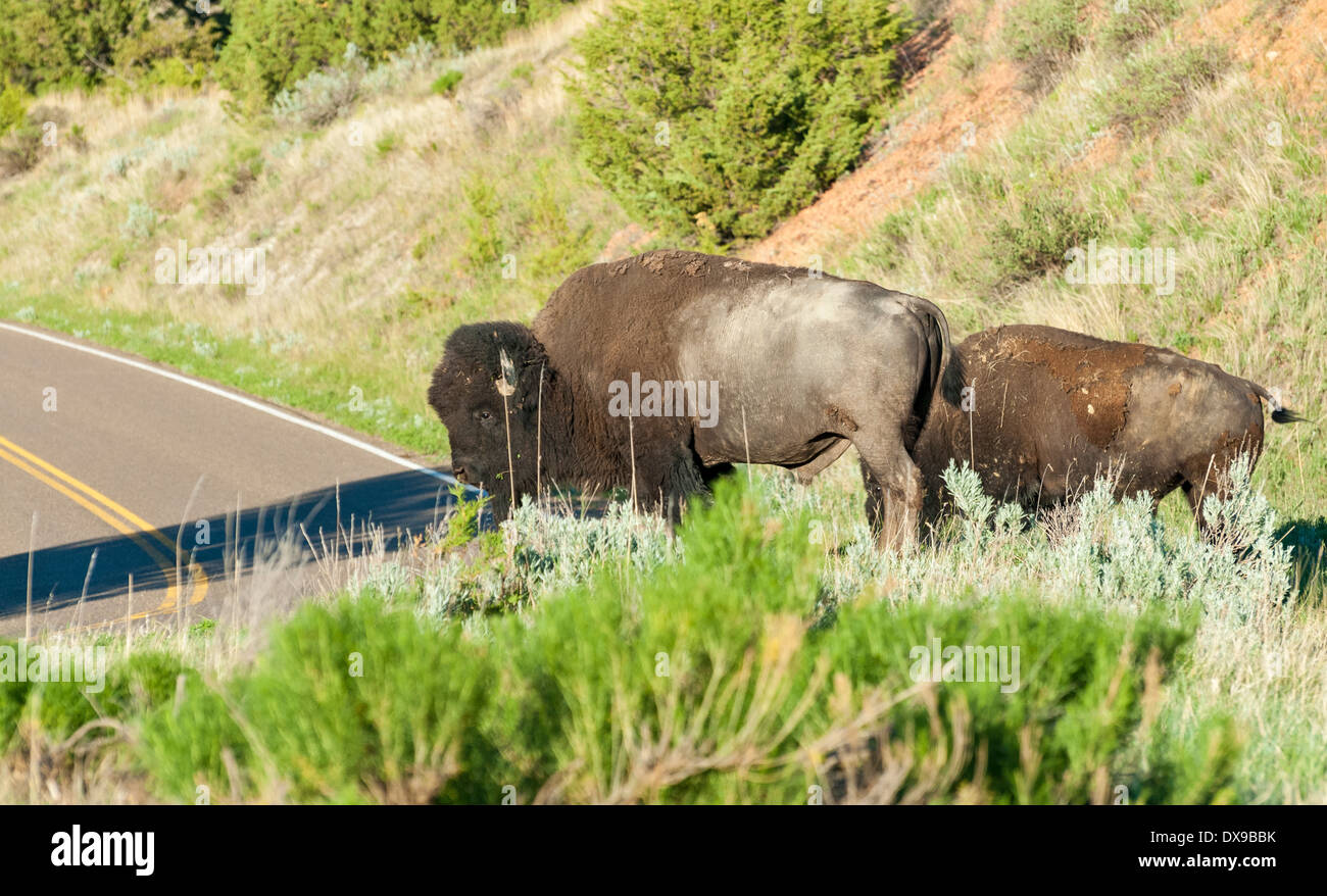 North Dakota, Theodore Roosevelt National Park, South Unit, American ...