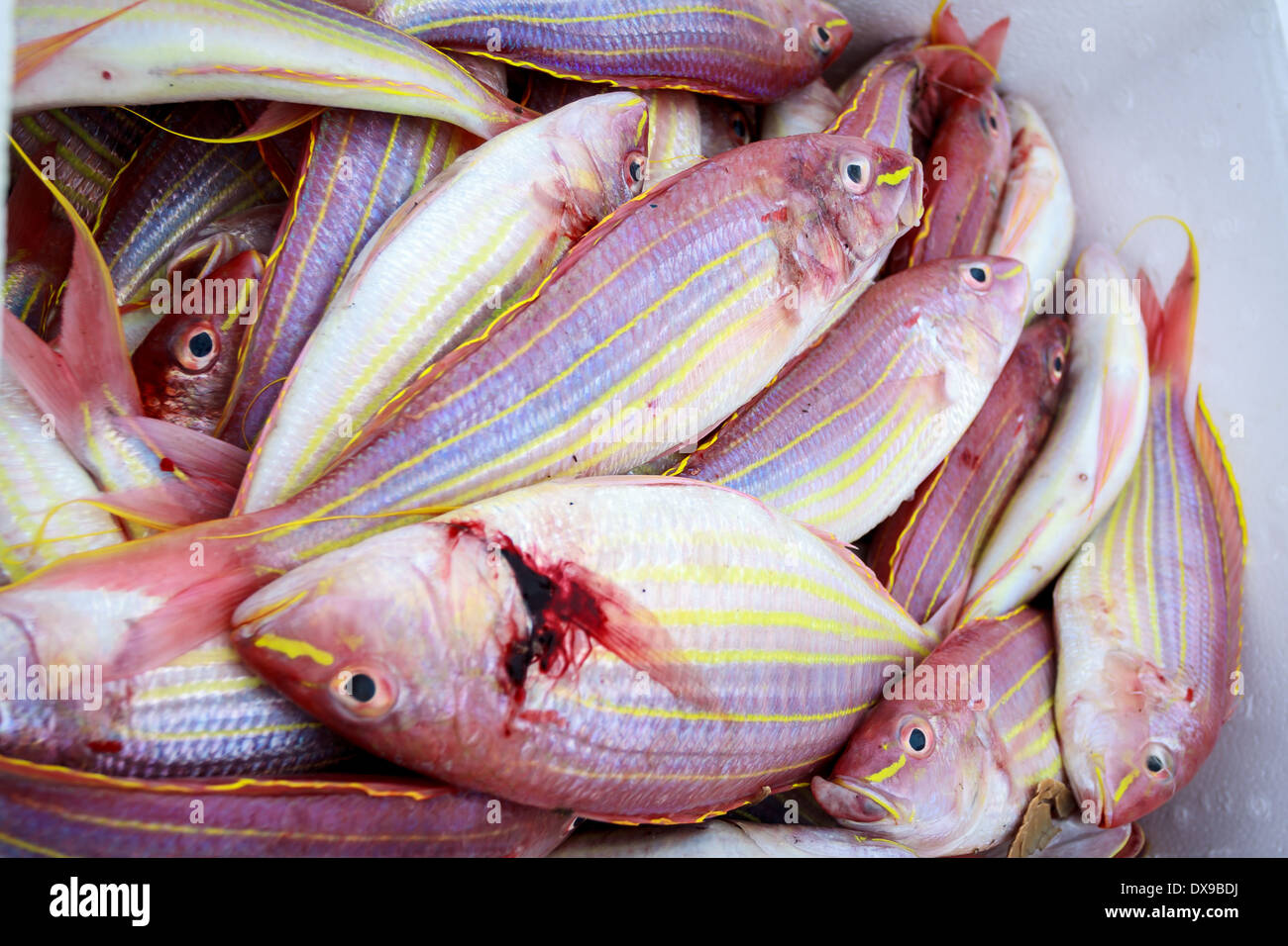 Fish on market at Quang Binh province, Vietnam Stock Photo - Alamy