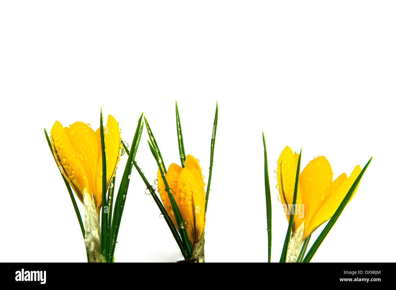 Fresh yellow crocus with water drops on white background Stock Photo ...