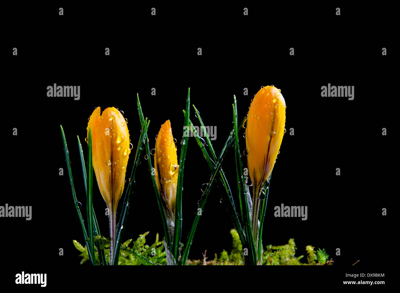 Three yellow crocus buds with water drops at black background Stock ...