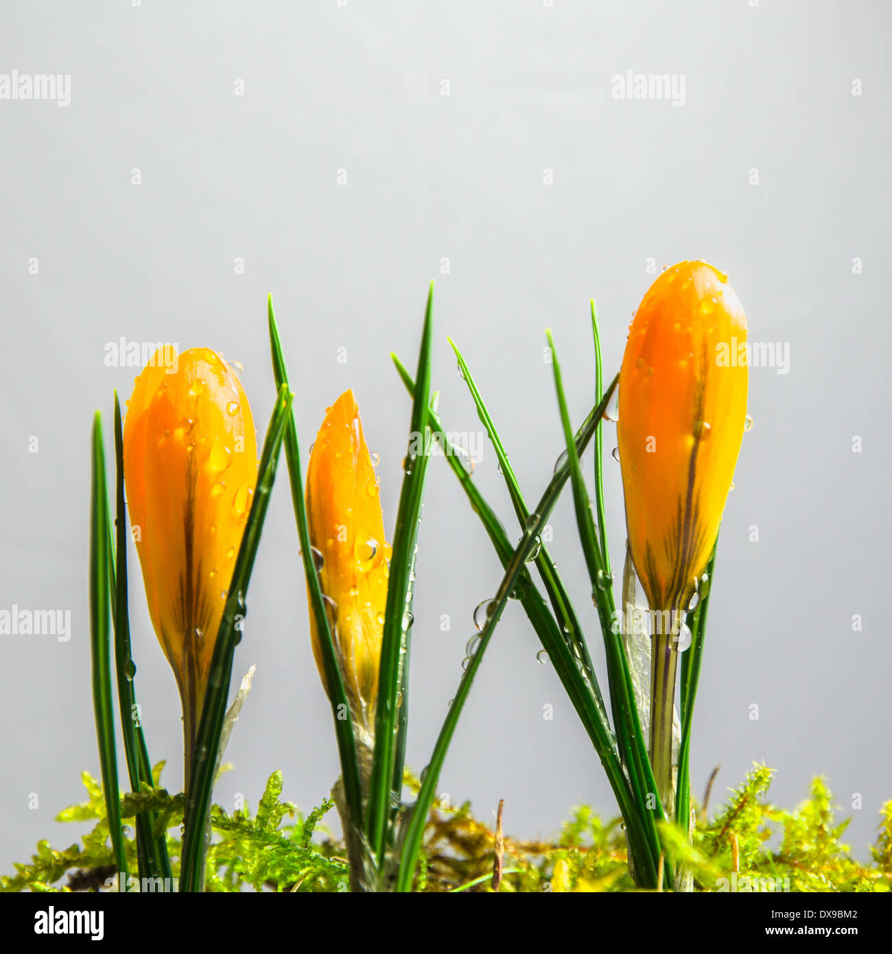 Yellow crocus buds with water drops at white background Stock Photo - Alamy