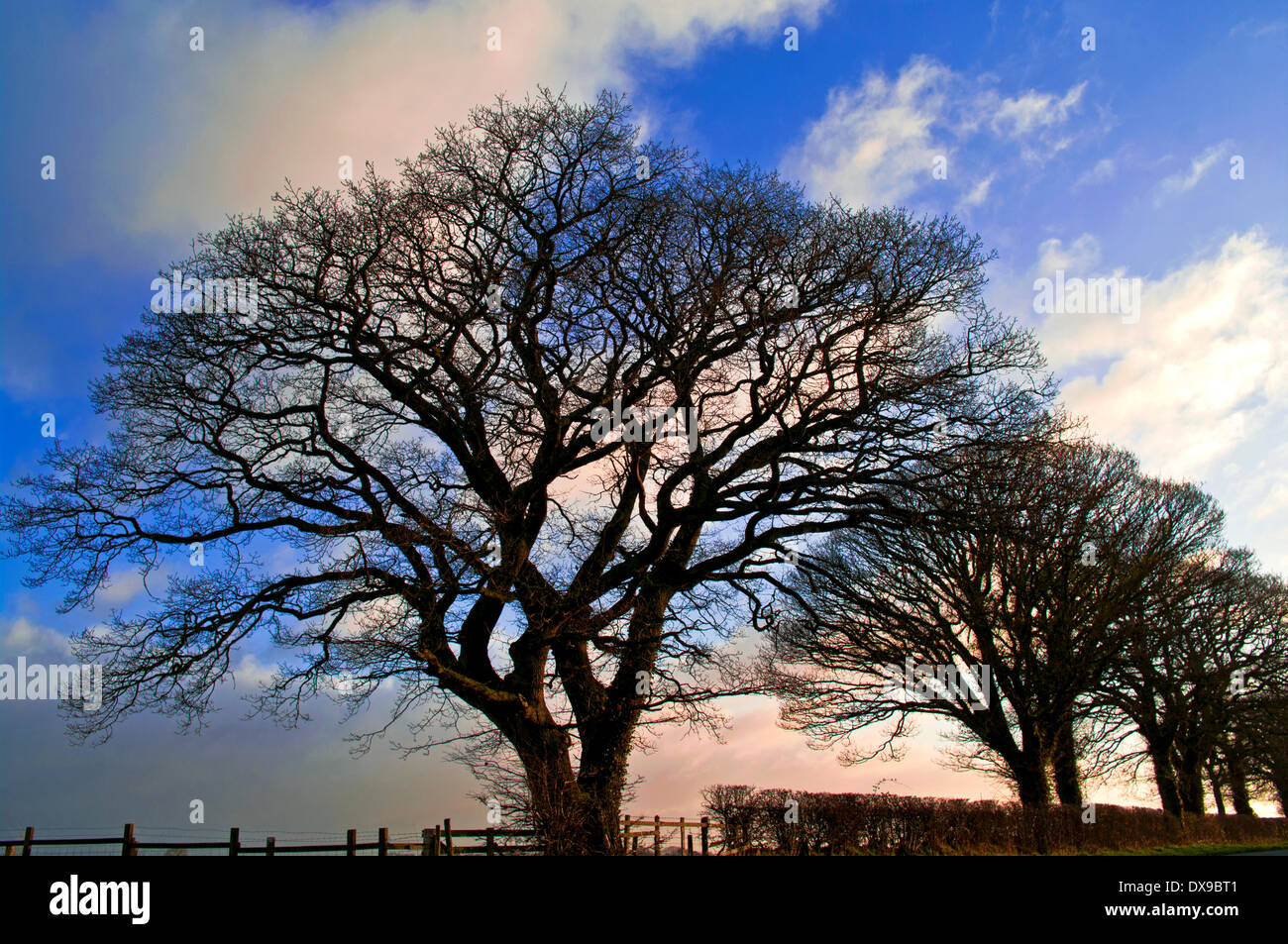 Near Wigton, Cumbria, UK . 21st Mar, 2014. A row of old oak trees ...